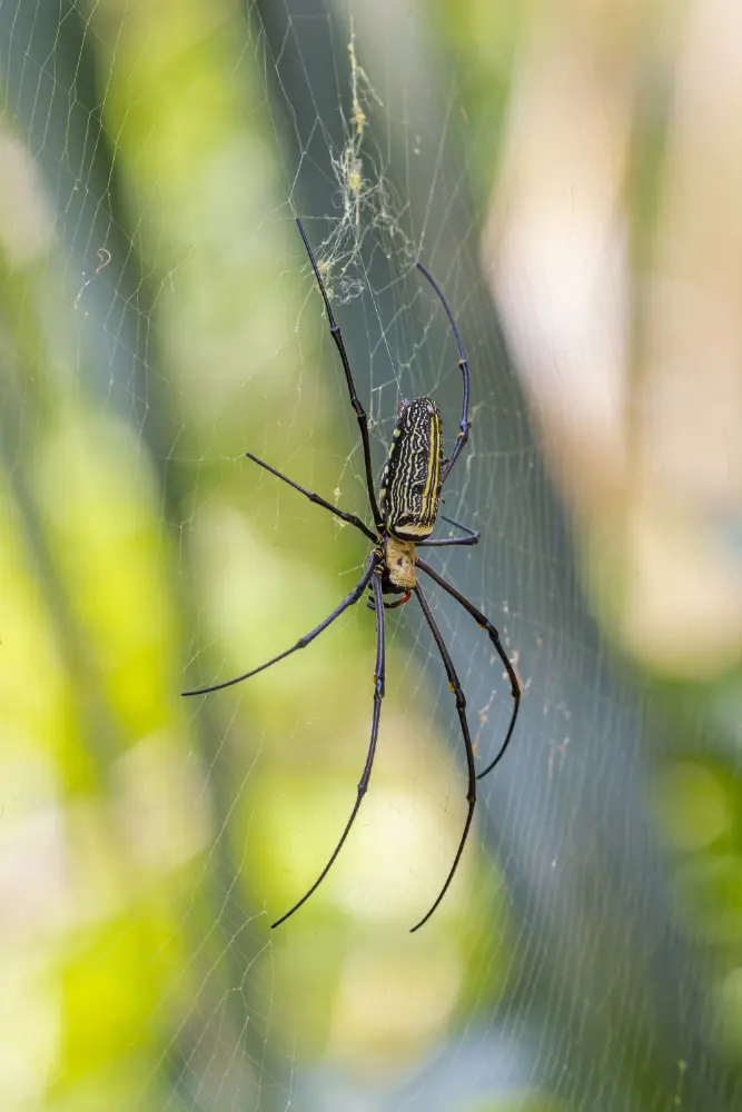 Spider Misting Systems for Effective Pest Control Solutions